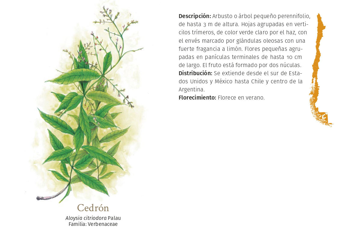 Cedrón - Fundación Universo en Seis Colores