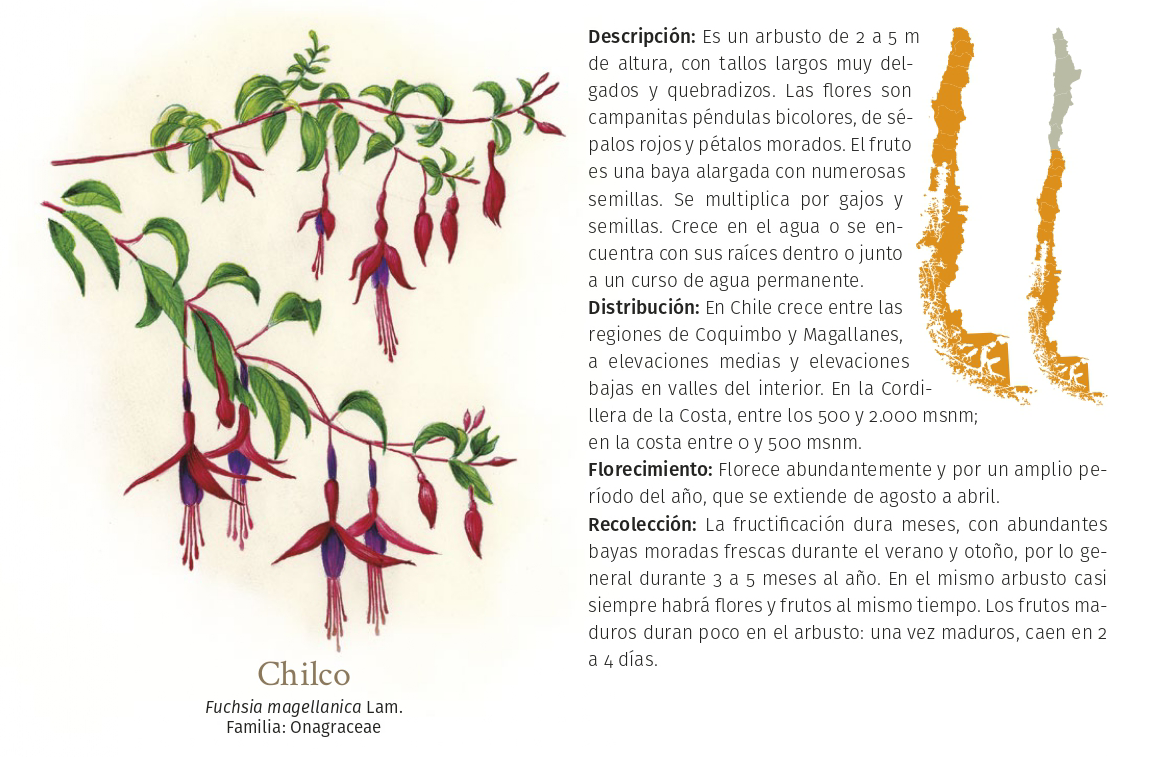 Chilco - Fundación Universo en Seis Colores