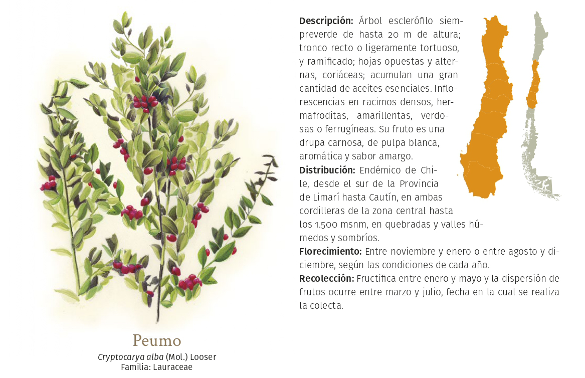 Peumo - Fundación Universo en Seis Colores