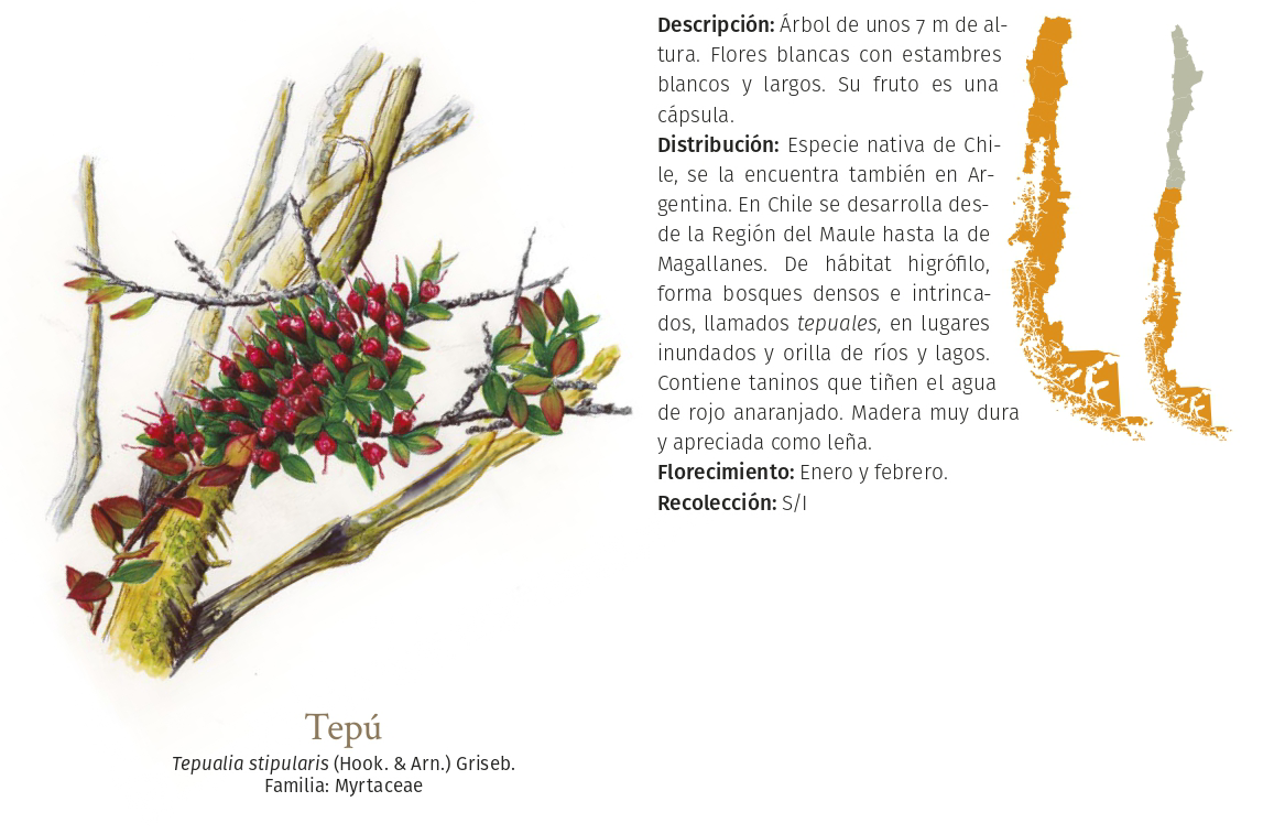 Tepú - Fundación Universo en Seis Colores