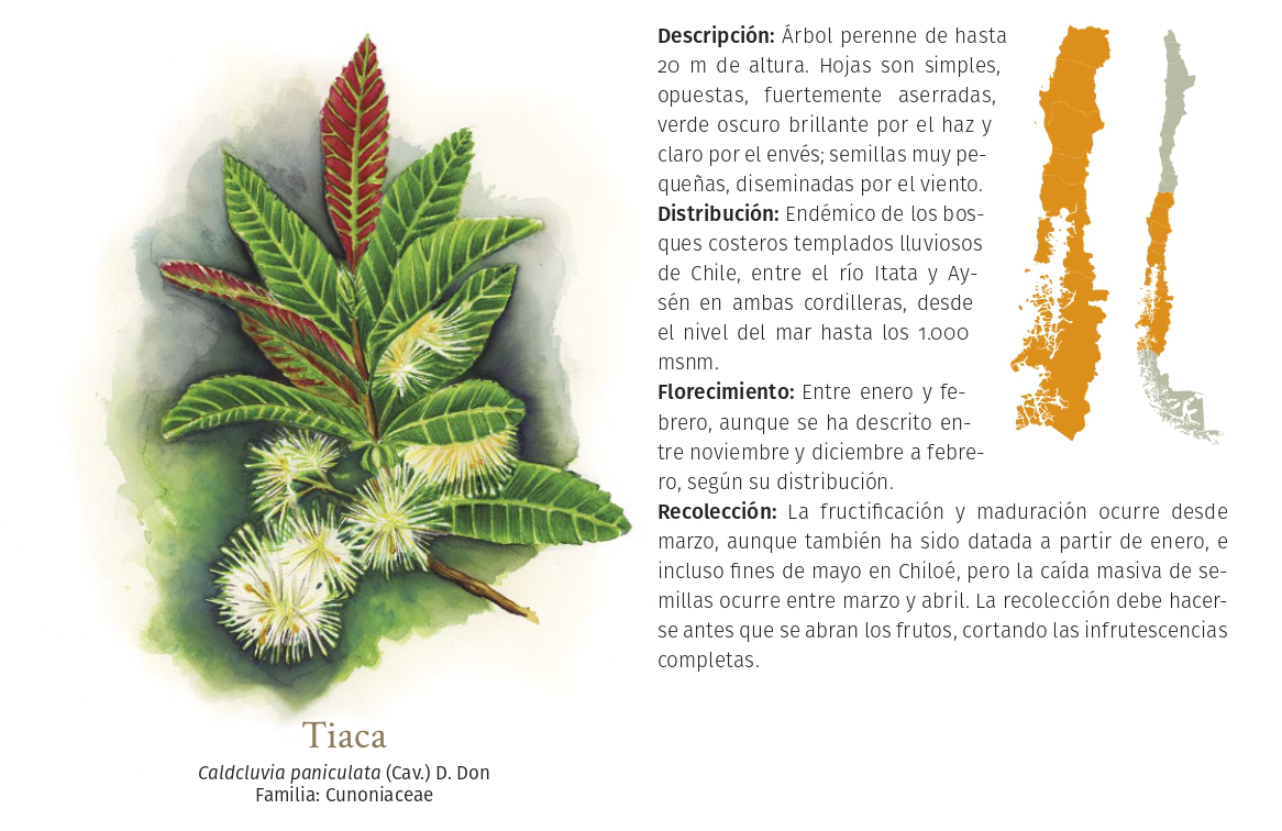 Tiaca - Fundación Universo en Seis Colores